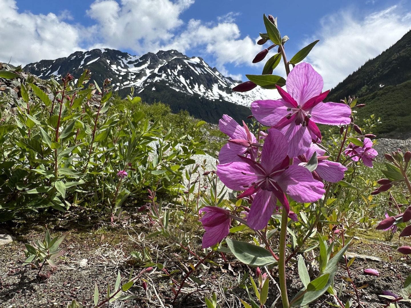 Saugstad Glacier Trail | Bella Coola Trails Alliance